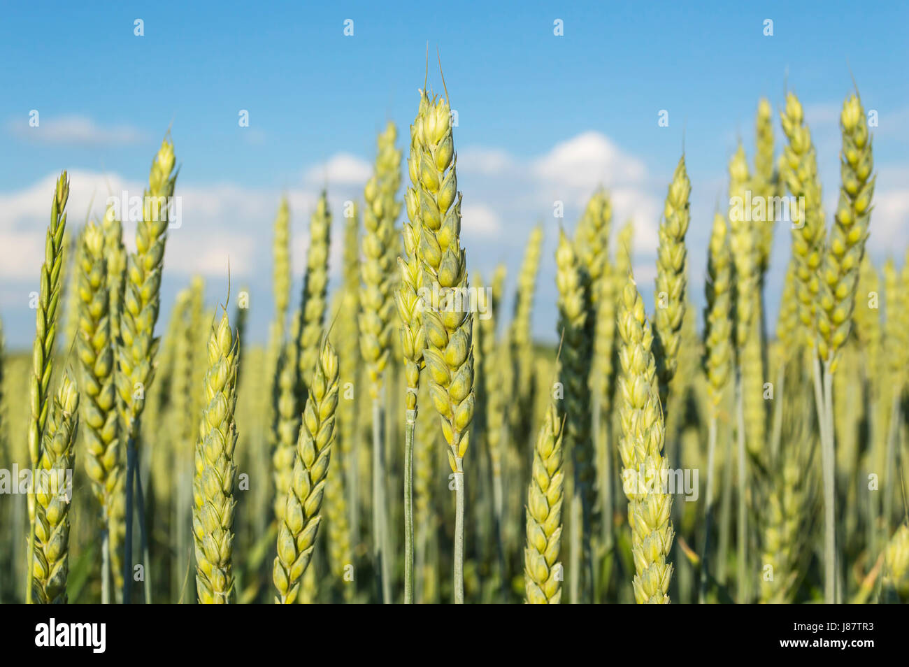 Wheat field on a nice summer day. Selective focus Stock Photo - Alamy