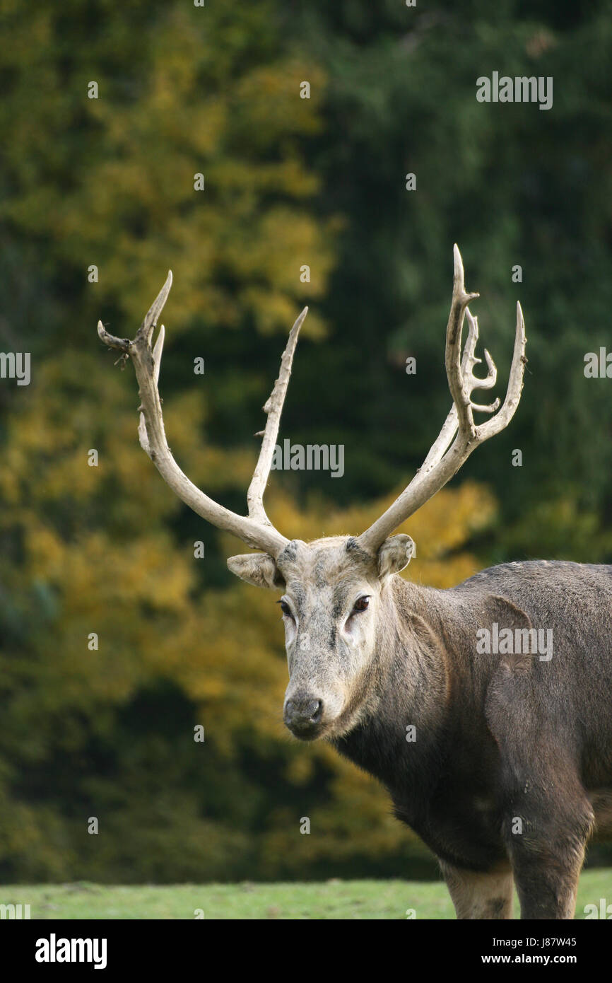 animal, hart, stag, fall, autumn, legs, macro, close-up, macro ...