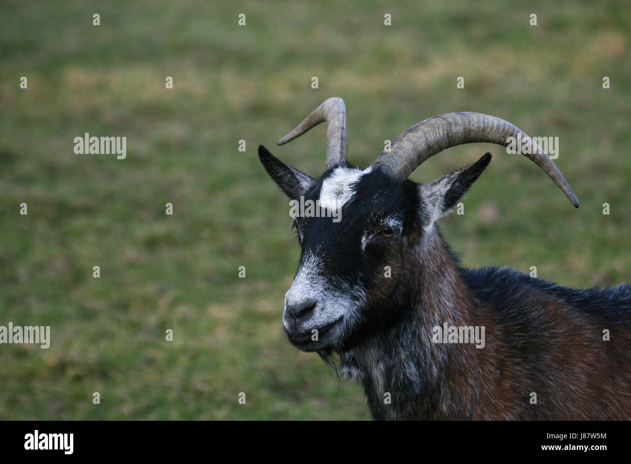 animal, goat, horn, he-goat, animal, pet, mammal, face, agriculture ...