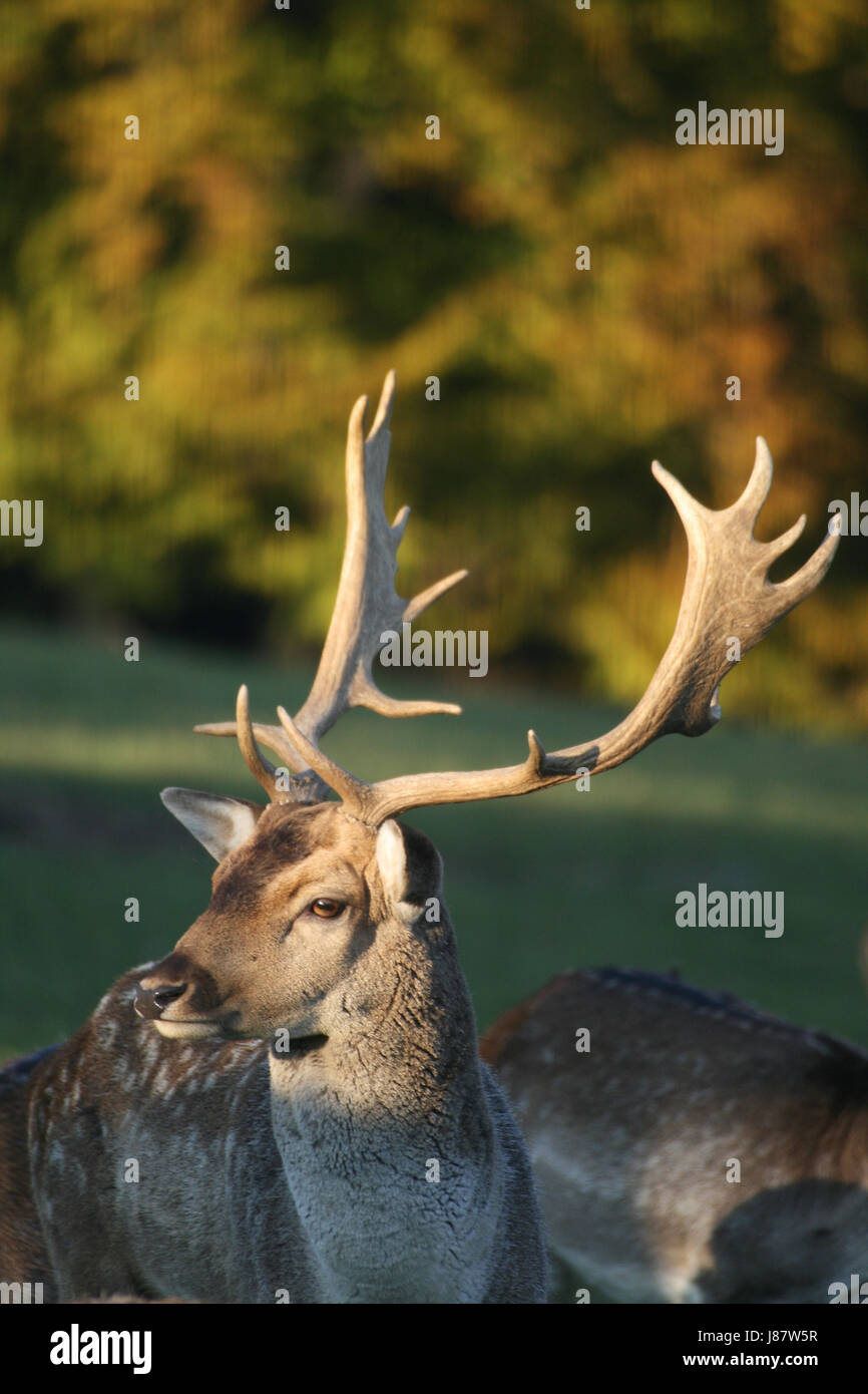 animal, hart, stag, fall, autumn, legs, macro, close-up, macro ...