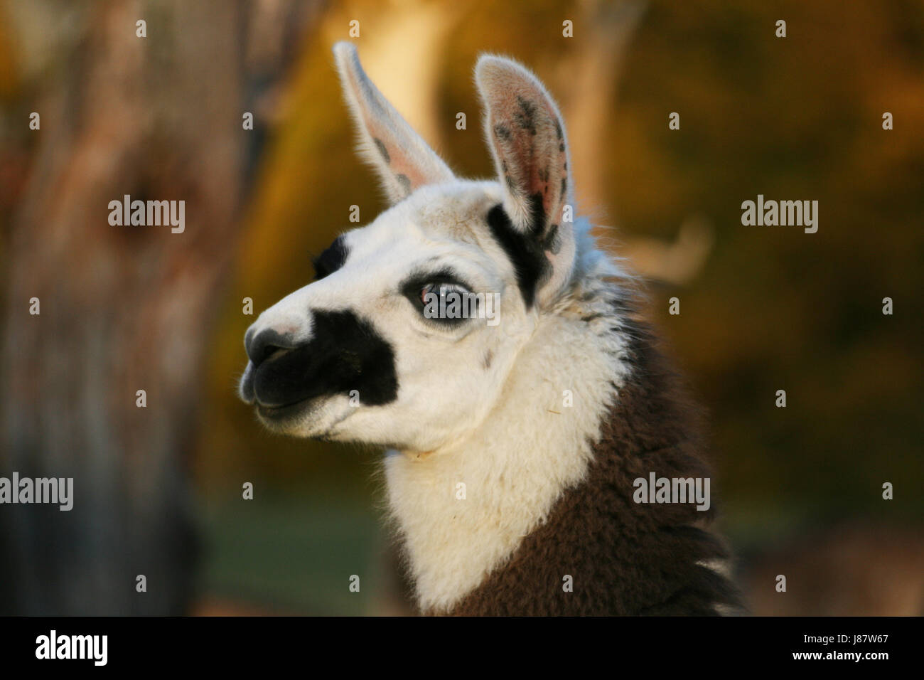 Animal camel llama fall autumn hi-res stock photography and images - Alamy