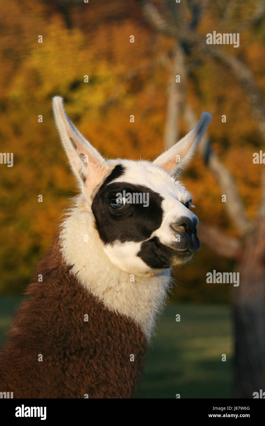 Animal camel llama fall autumn hi-res stock photography and images - Alamy