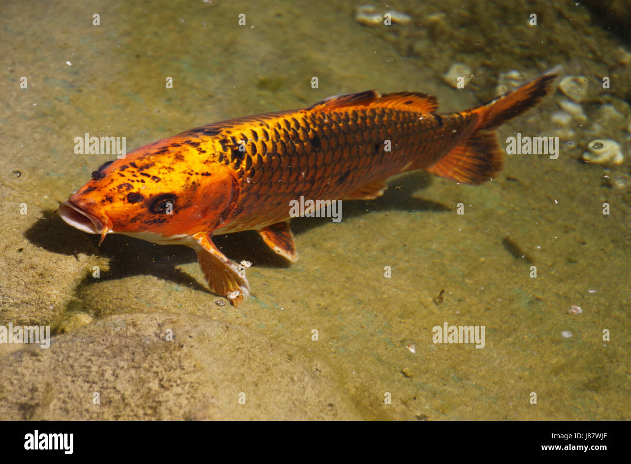 fish, fresh water, pond, water, goldfish, carp, waters, animal, fish ...