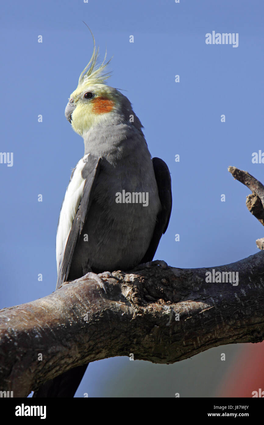 pet, bird, birds, grey, gray, cockatiel, animal, pet, bird, fauna ...