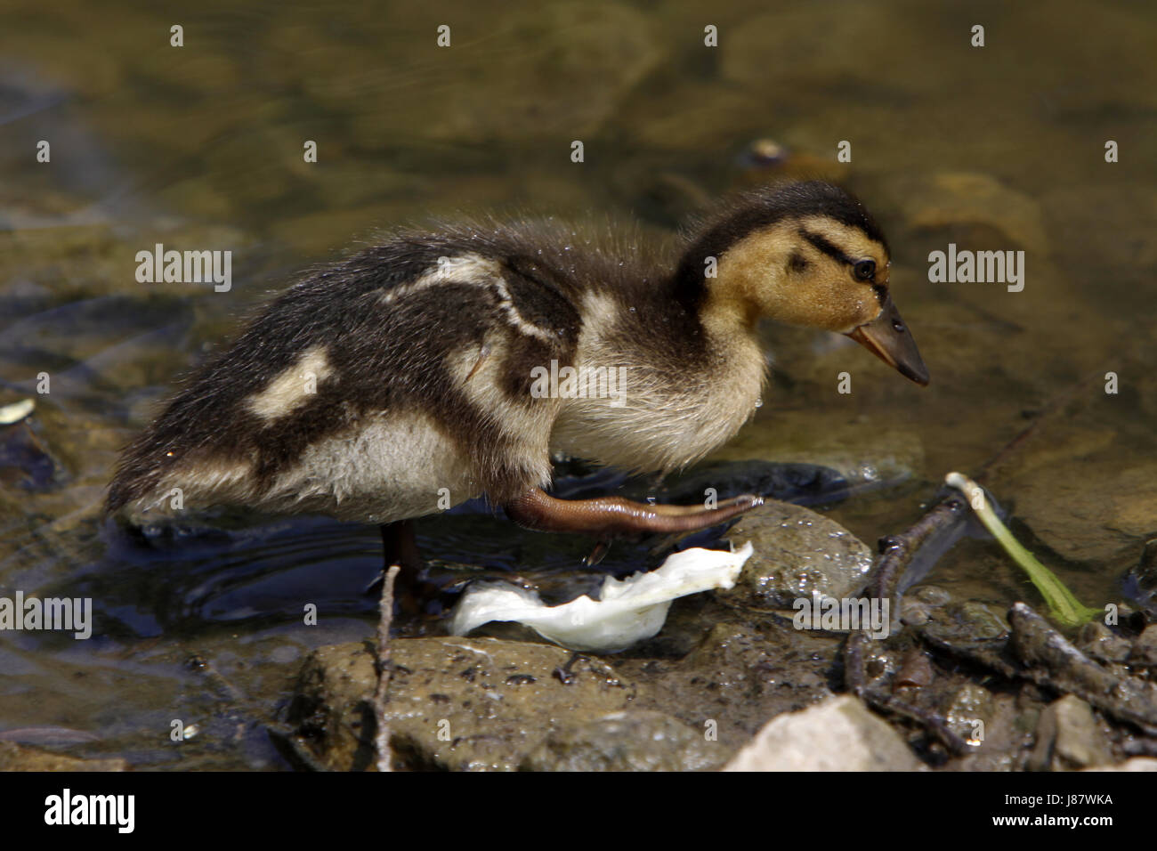 small, tiny, little, short, chick, mallard, cute, animal, bird, birds ...