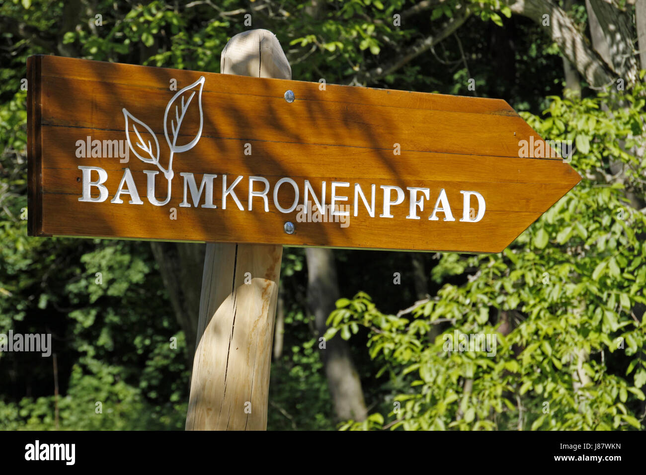 virgin forest, nature-sanctuary, signpost, beech forest, natural ...
