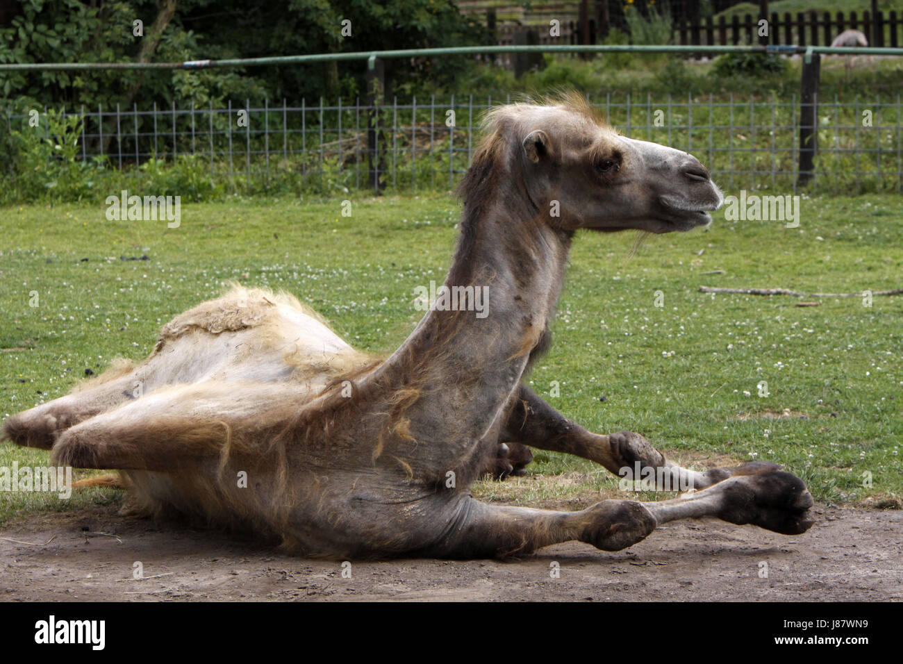 camel, halter, bactrian, animal, mammal, brown, brownish, brunette ...