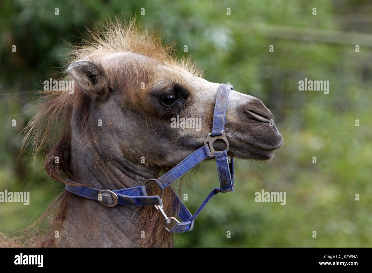 camel, halter, bactrian, animal, mammal, brown, brownish, brunette ...