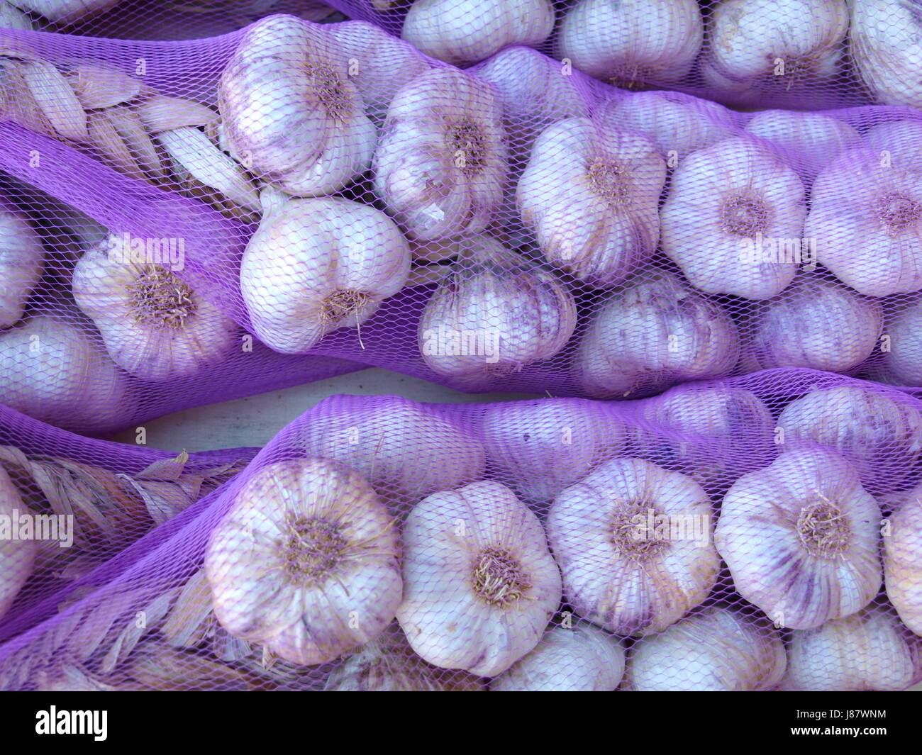 blank, european, caucasian, purple, plastic, synthetic material, garlic ...