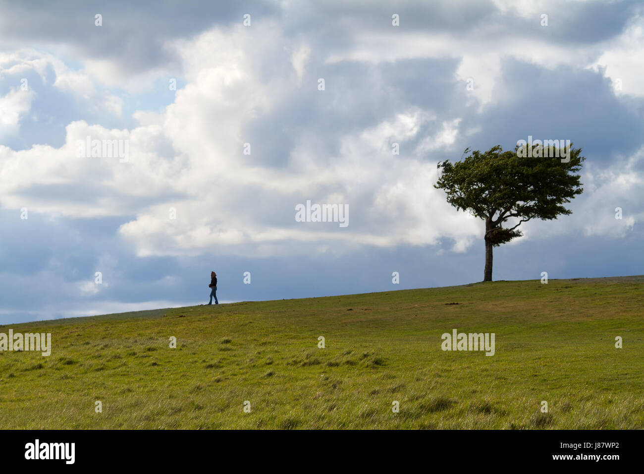 hike, go hiking, ramble, windy, stormy, storm, gale, wind, travel, tree ...