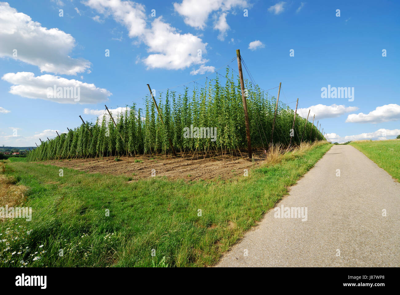 agricultural, garden, agriculture, farming, bavaria, germany, german ...