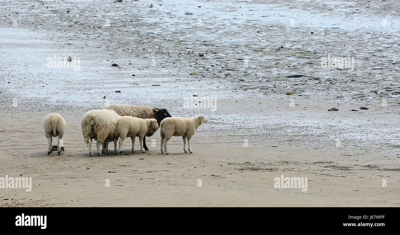 Strandschafe hi-res stock photography and images - Alamy