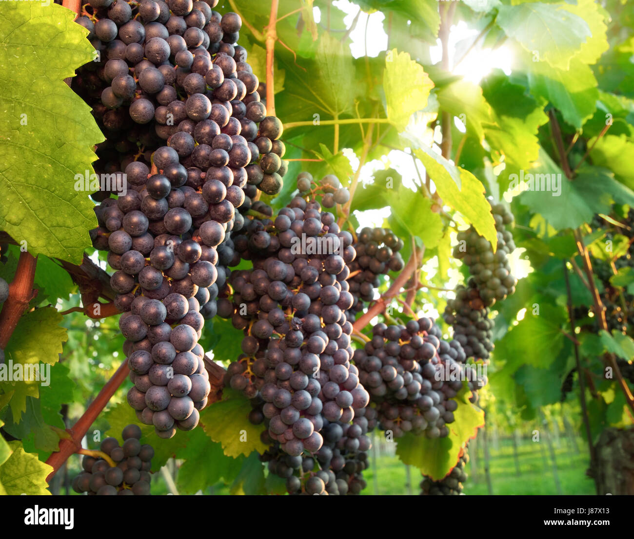 ripe red grapes on the vine Stock Photo - Alamy