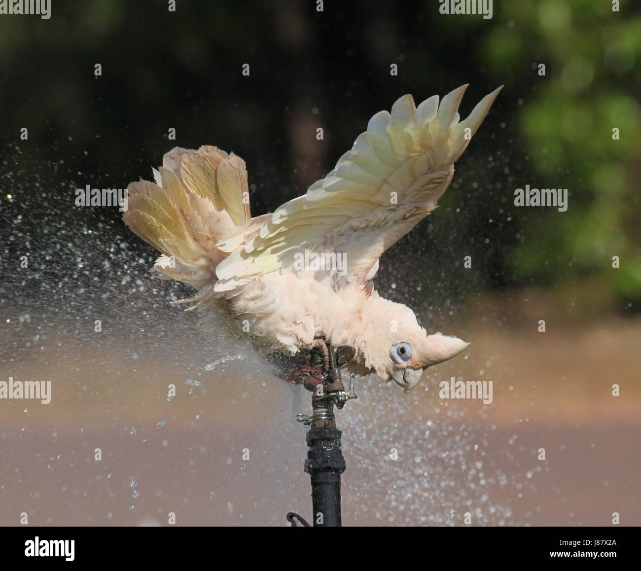 cockatoo, sprinkler, spa, mineral spring, medicinal spring, parrot ...