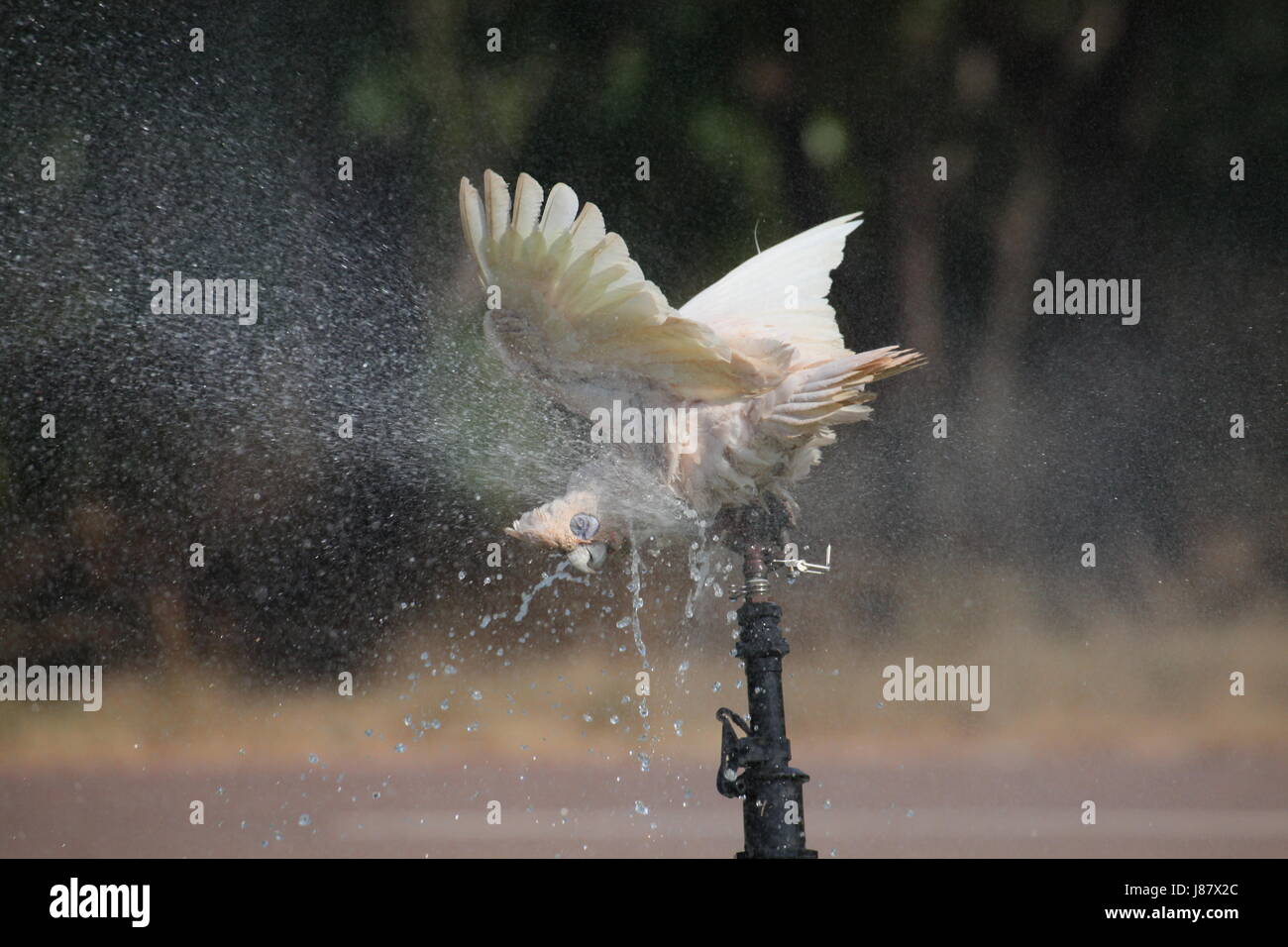 cockatoo, sprinkler, spa, mineral spring, medicinal spring, parrot ...