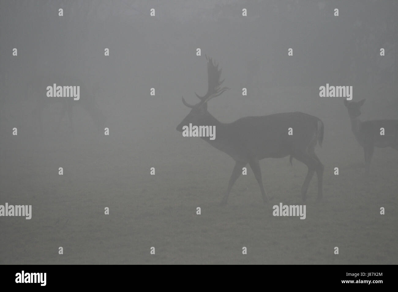 animal, fog, roe, hart, stag, fall, autumn, legs, macro, close-up ...