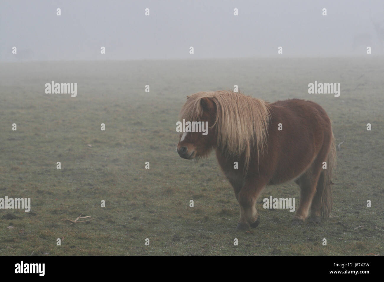 horse, animal, fog, nebulous, ride, horse, animal, mammal, face ...