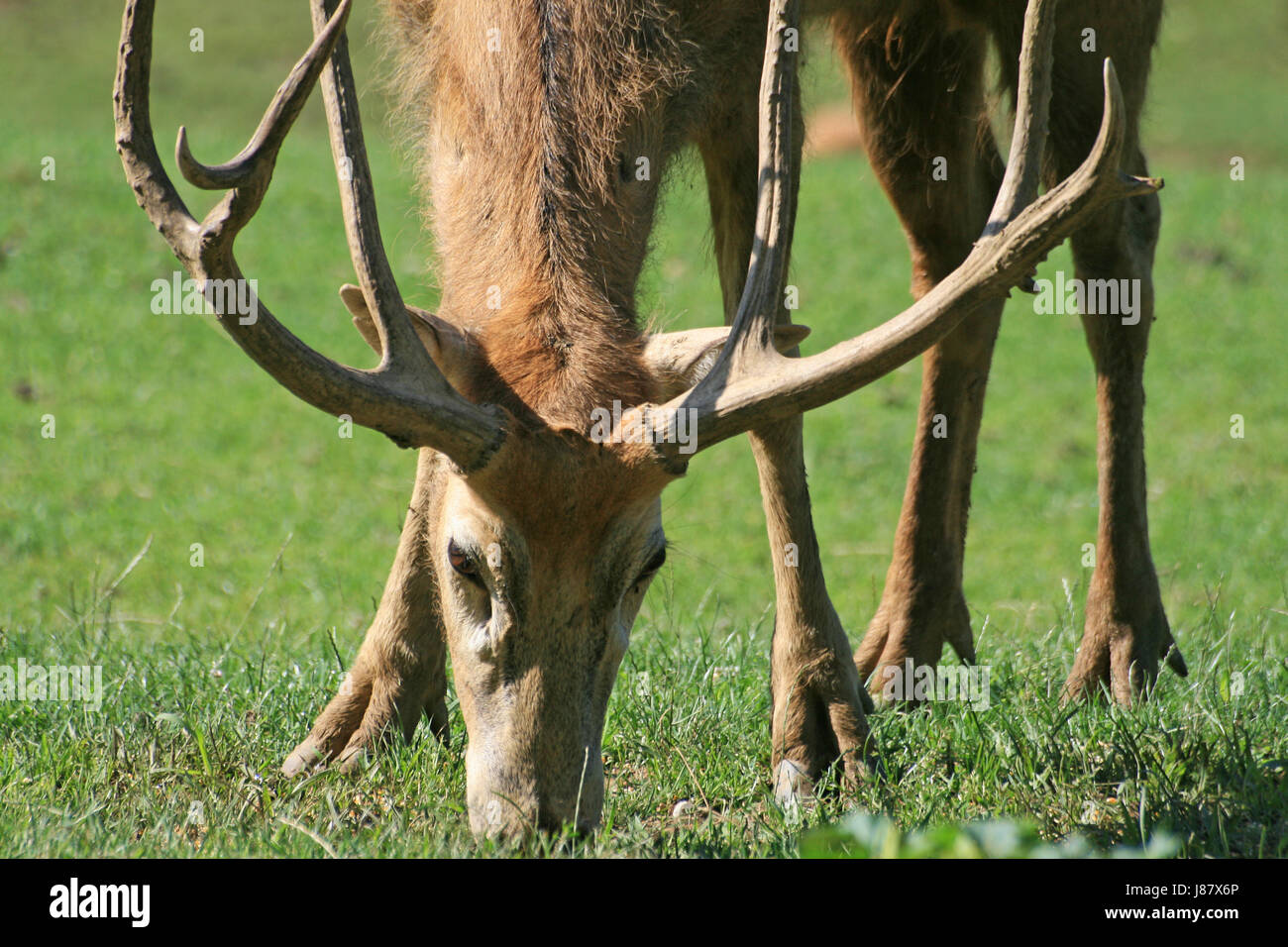 Stag legs hi-res stock photography and images - Alamy