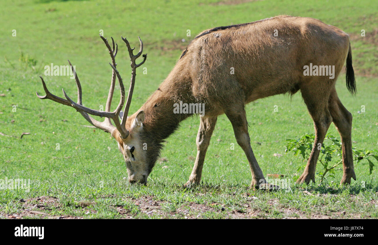 Davidhirsch hi-res stock photography and images - Alamy