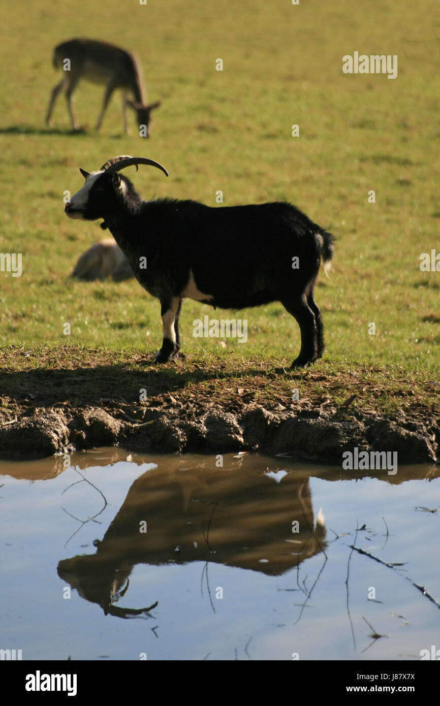 animal, goat, horn, fresh water, pond, water, lake, inland water, he ...