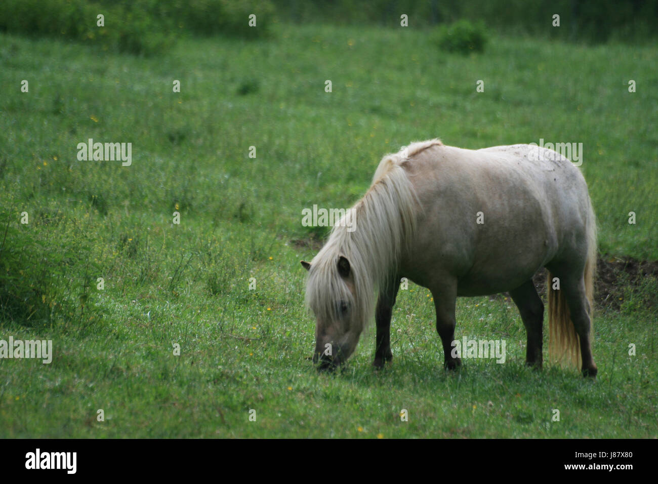 horse, animal, waist belt, mane, ride, horse, animal, mammal, face ...
