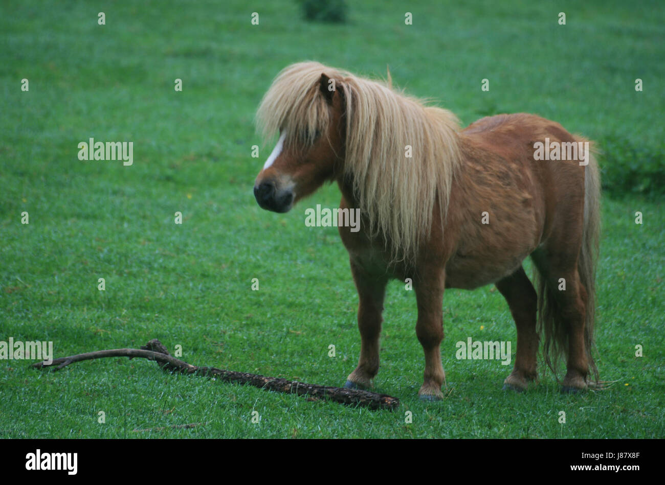 horse, animal, waist belt, mane, ride, horse, animal, mammal, face ...