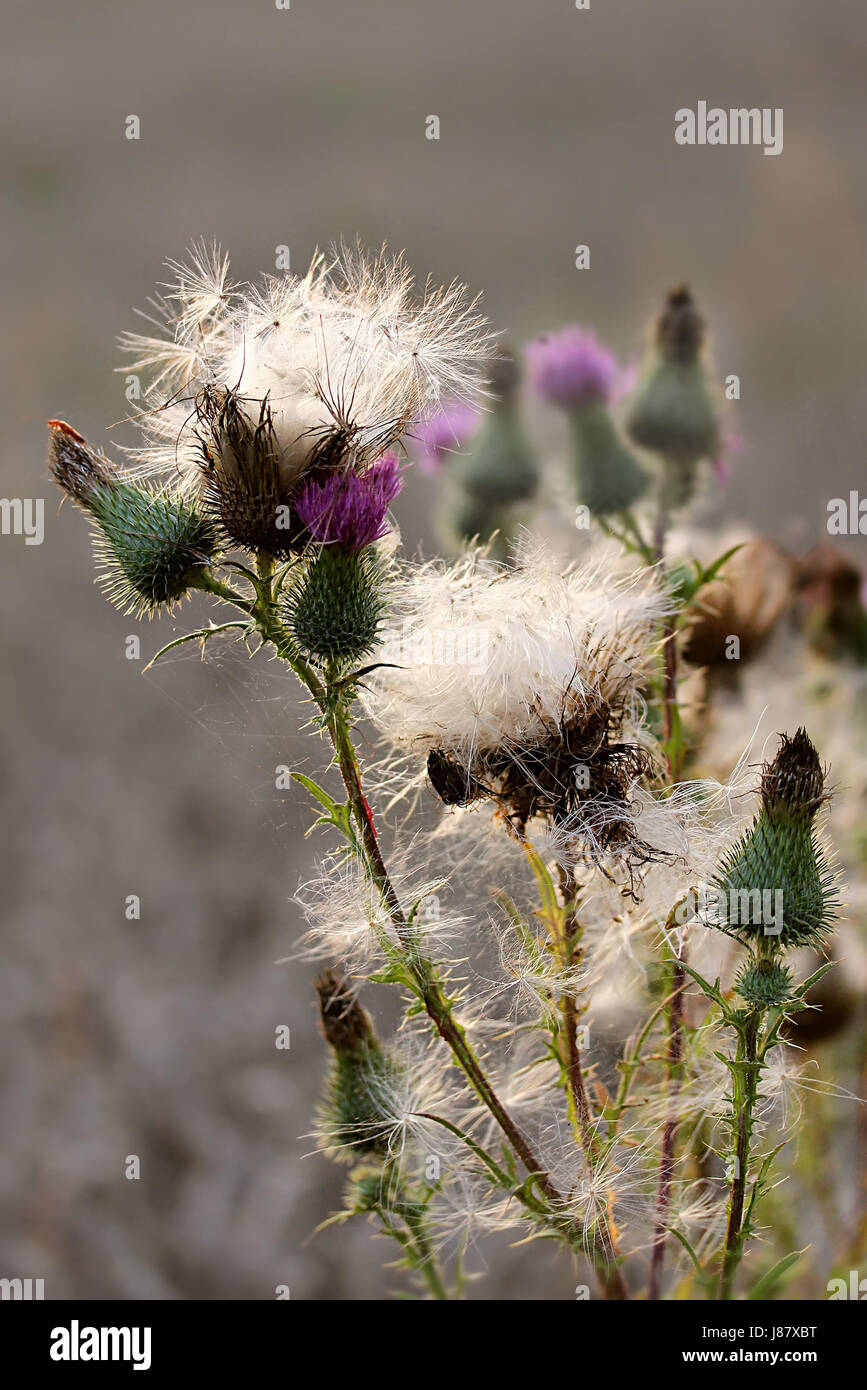 summer, summerly, acre, withers, plant, summer, summerly, acre, withers ...