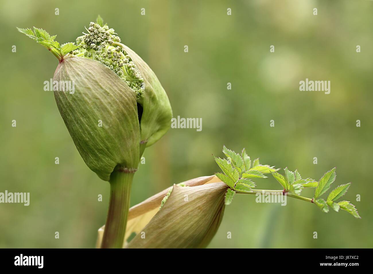 blossoms, bleed, plant, blossoms, bleed, plant, wiesenbrenklau ...