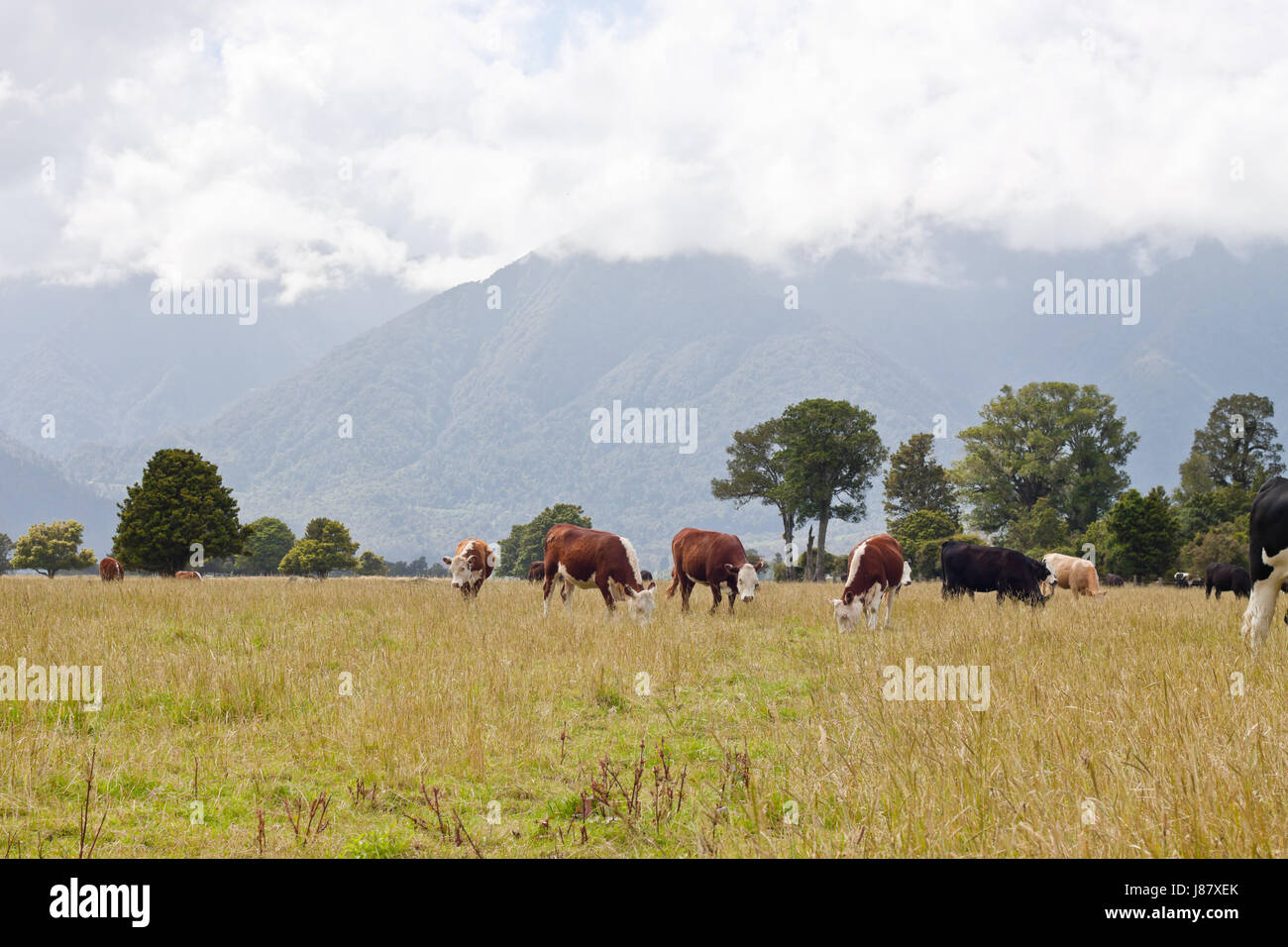 animals, agriculture, farming, new zealand, cow, livestock, farm, cows ...