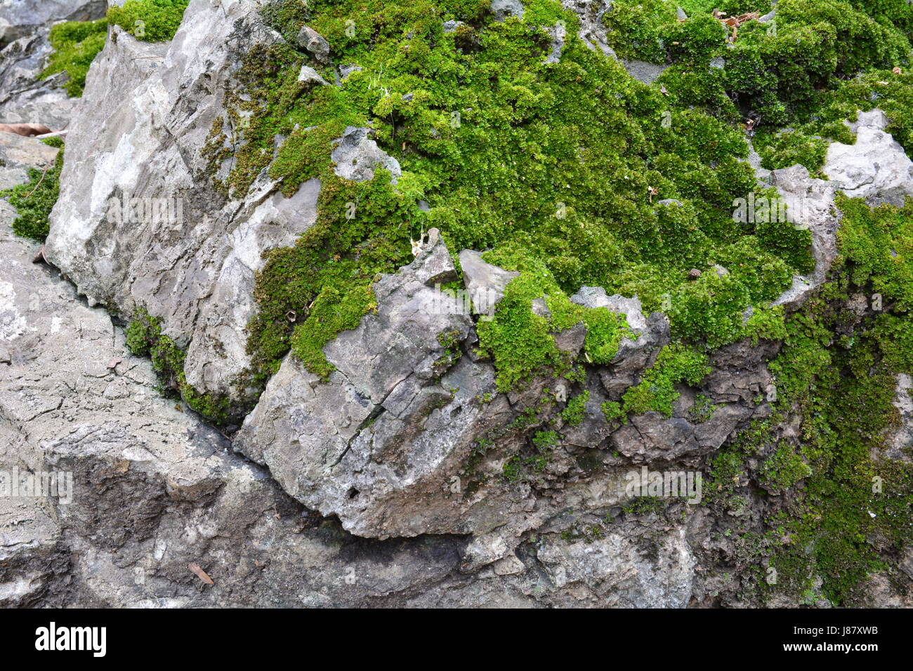 Green mos background, Green mos with stone Stock Photo - Alamy