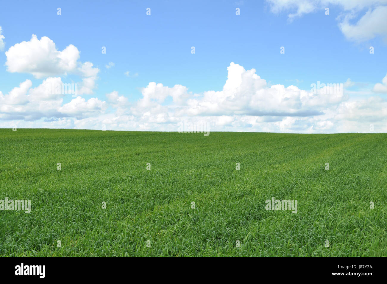 blue, agriculture, farming, field, rural, firmament, sky, lawn, green ...