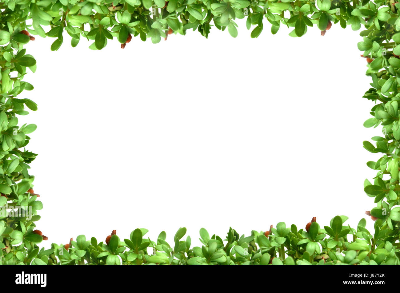 cress, plants, frame, sprouts, backdrop, background, framework, floral ...