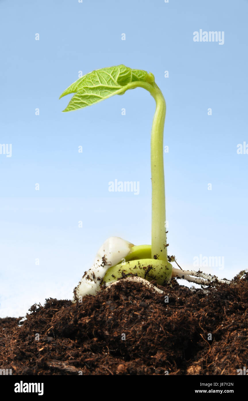 ground, soil, earth, humus, agriculture, farming, ecology, growth, grow ...