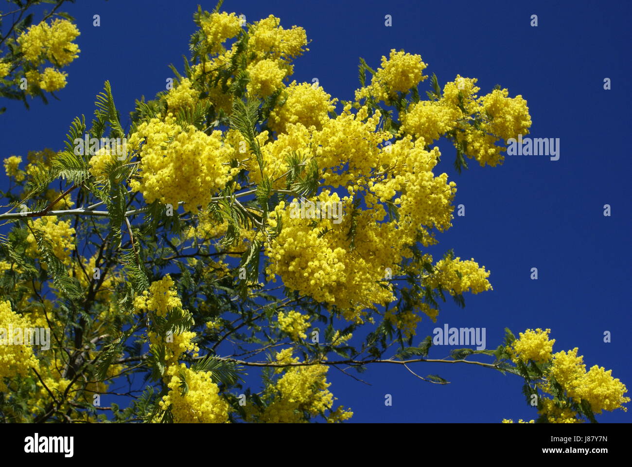 blue, tree, bloom, blossom, flourish, flourishing, france, south ...