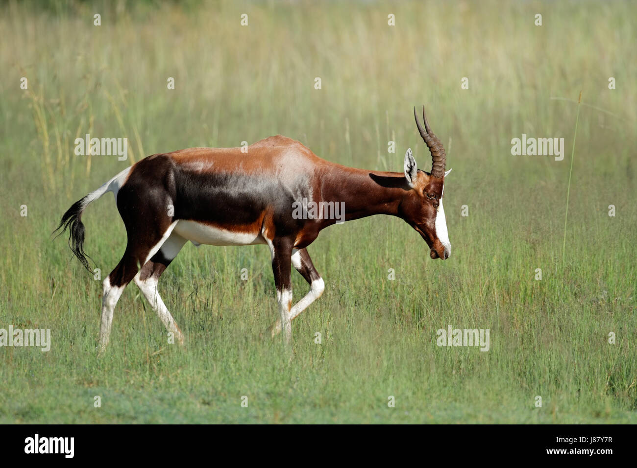mammal, wildlife, habitat, antelope, meadow, grass, lawn, green, nature ...