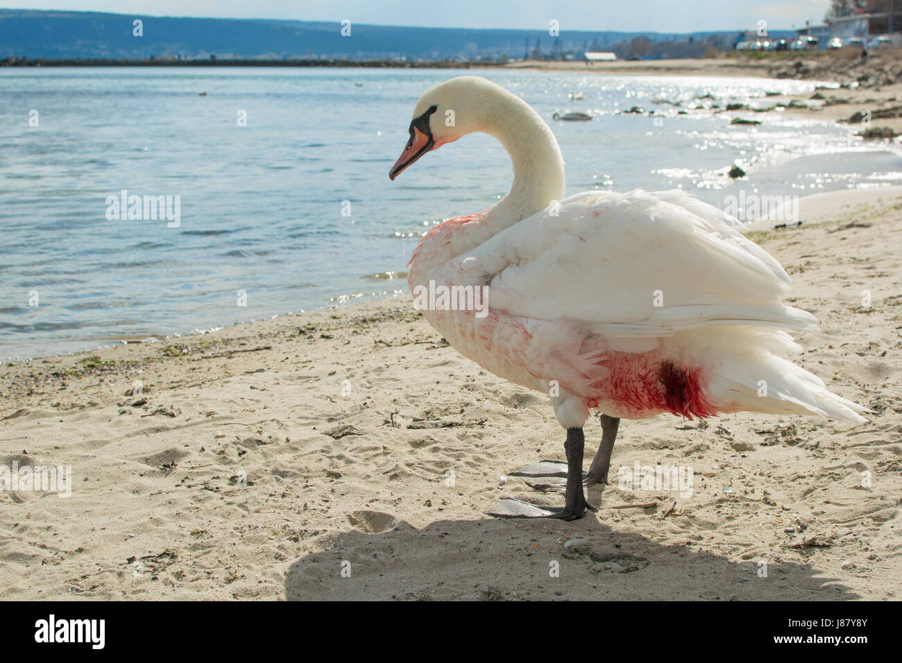 Wounded swan on the beach Stock Photo - Alamy