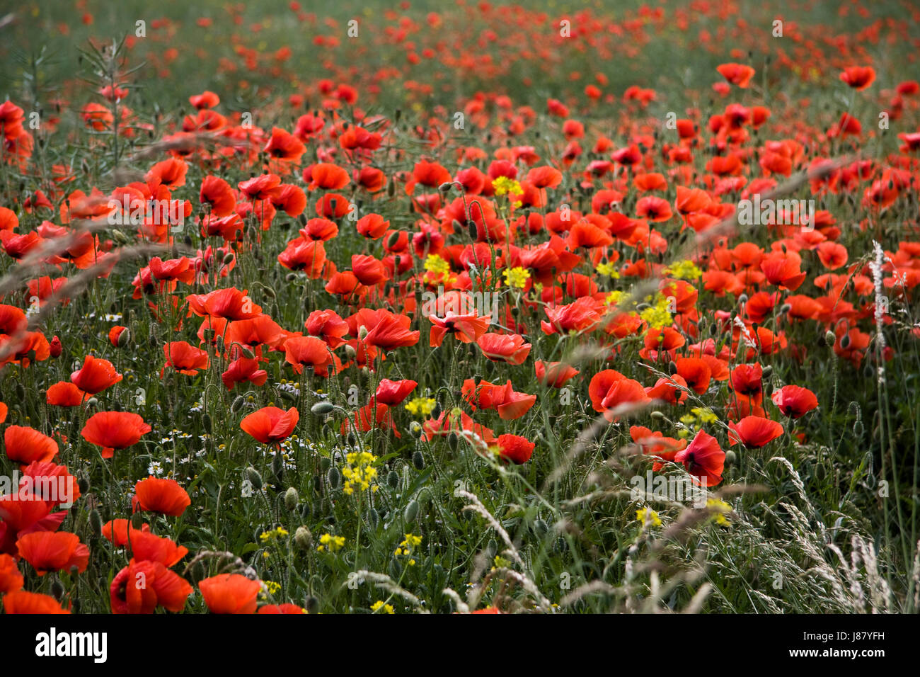 poppy, corn poppy, camomile, flower, plant, agriculture, farming, field ...
