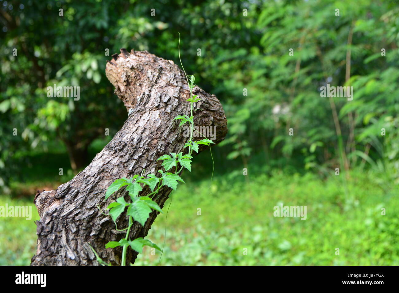 tree stump with new born tree in the forest on nature background Stock ...
