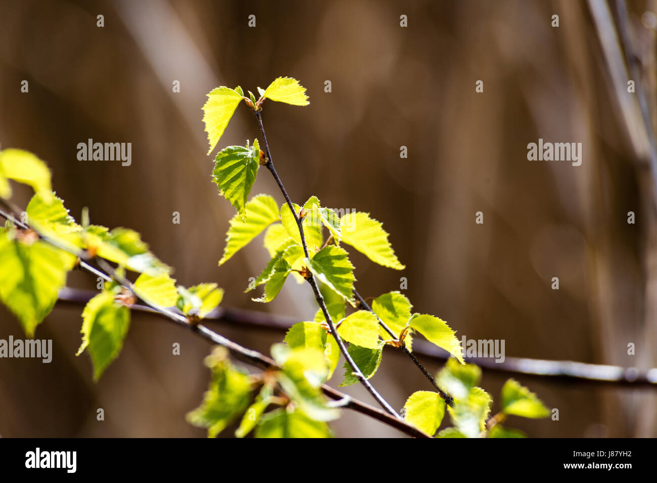 Horizontal image of lush early spring foliage - vibrant green spring ...