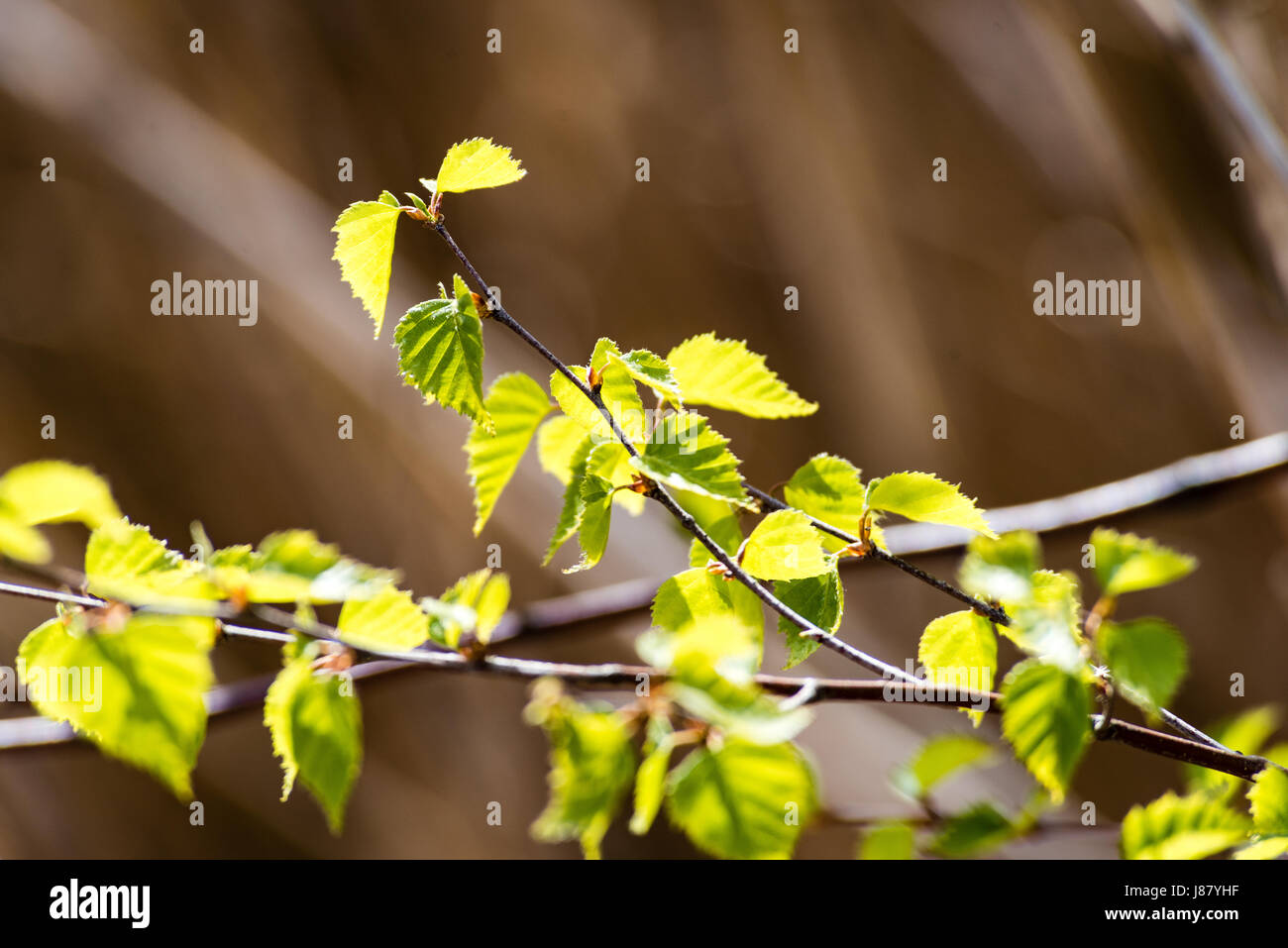 Horizontal image of lush early spring foliage - vibrant green spring ...
