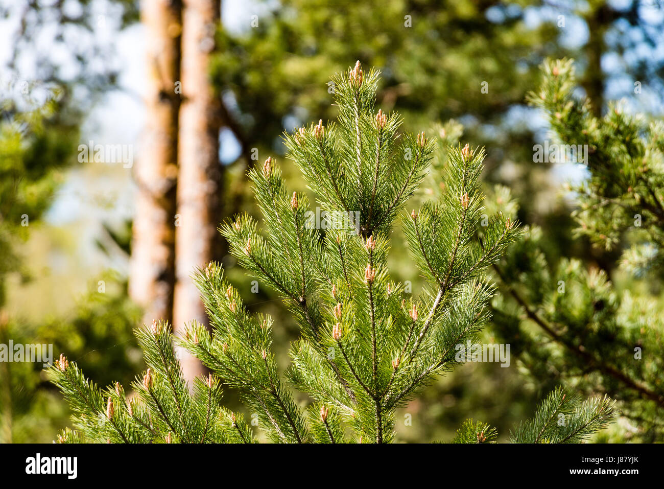 Horizontal image of lush early spring foliage - vibrant green spring ...