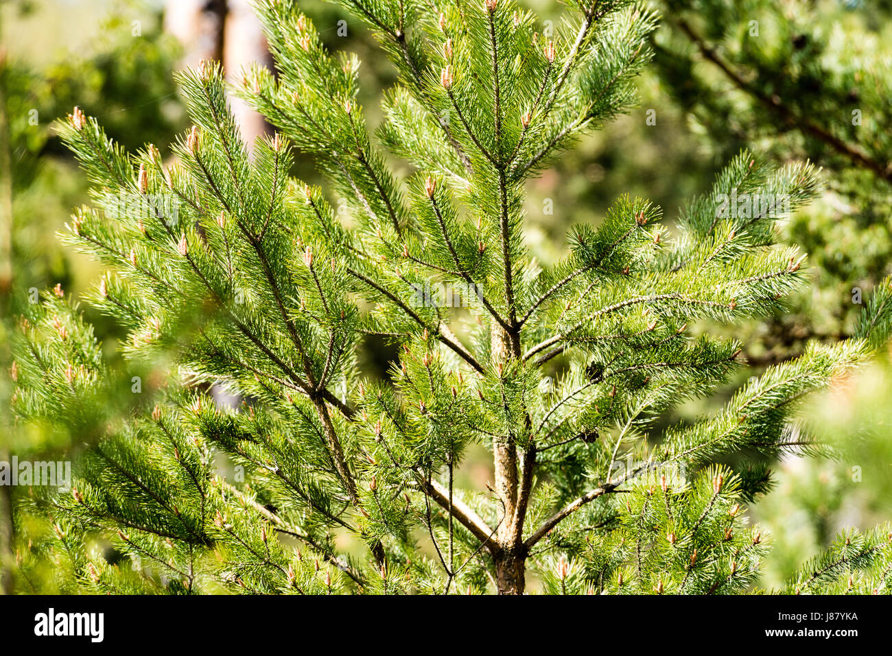 Horizontal image of lush early spring foliage - vibrant green spring ...