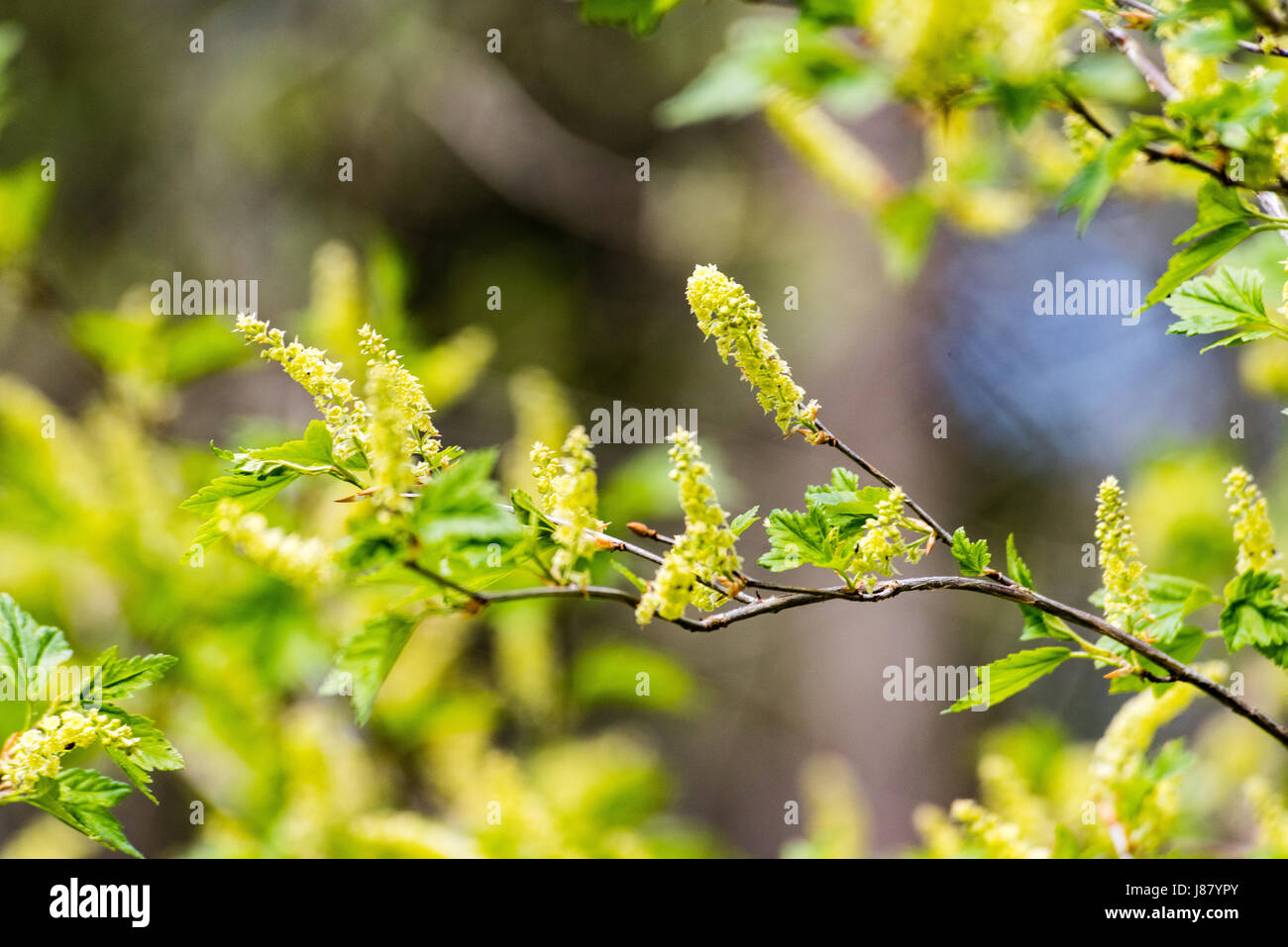 Horizontal image of lush early spring foliage - vibrant green spring ...