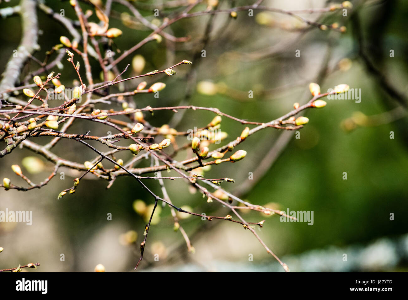Horizontal image of lush early spring foliage - vibrant green spring ...