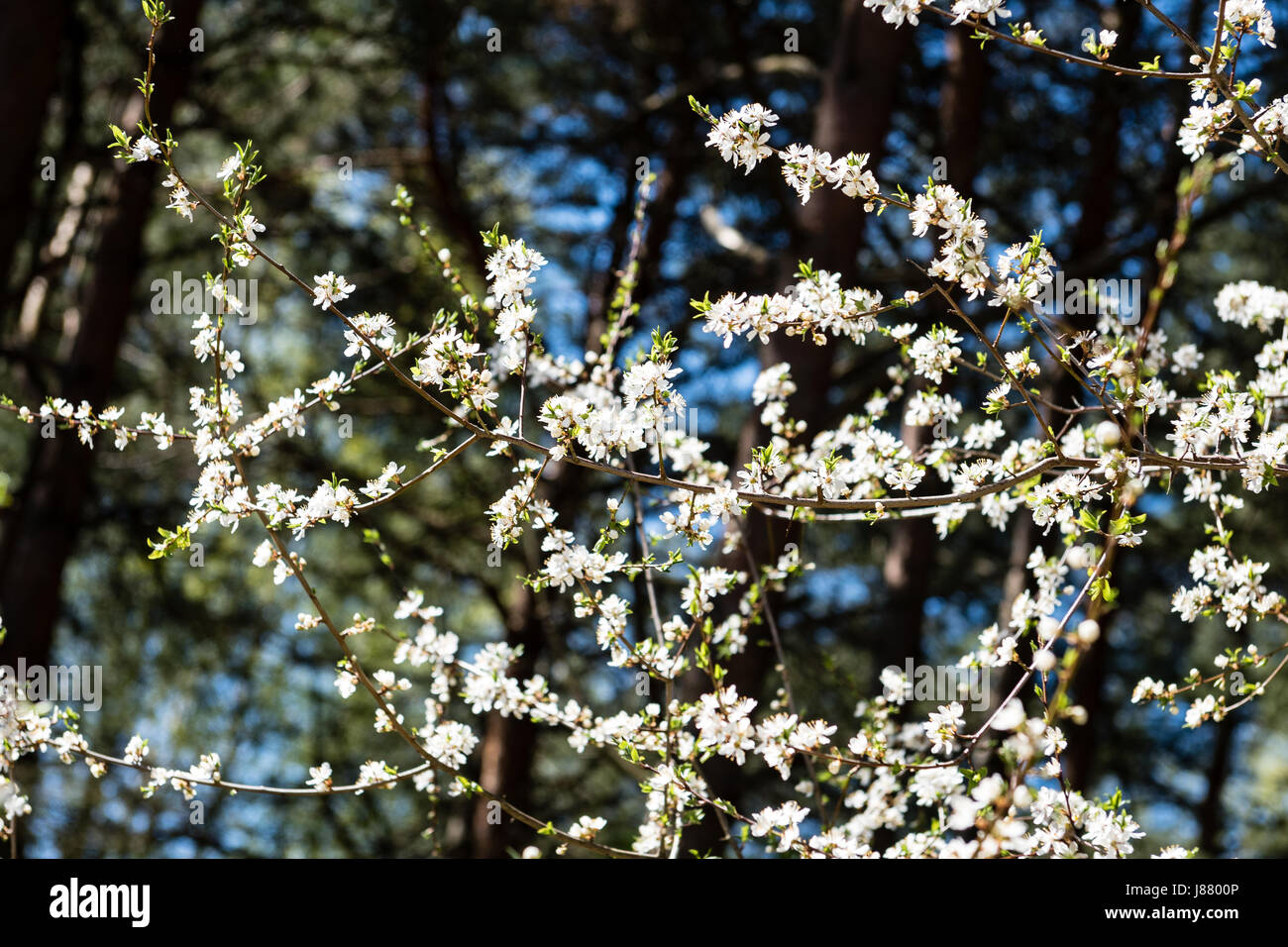 Image of lush early spring foliage - vibrant green spring fresh leaves ...