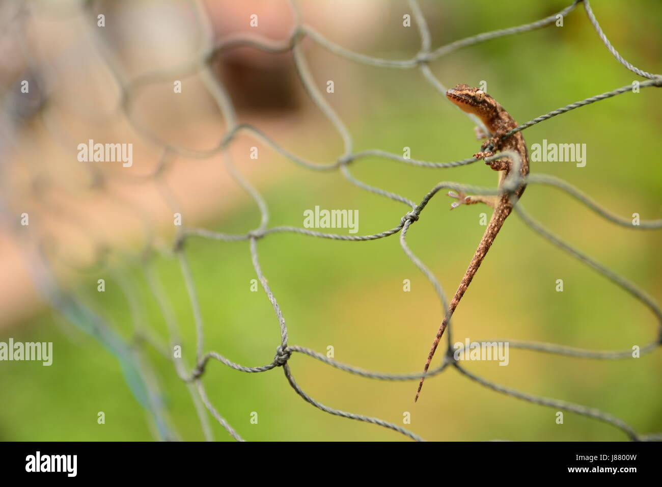 Frilled neck lizards hi-res stock photography and images - Alamy