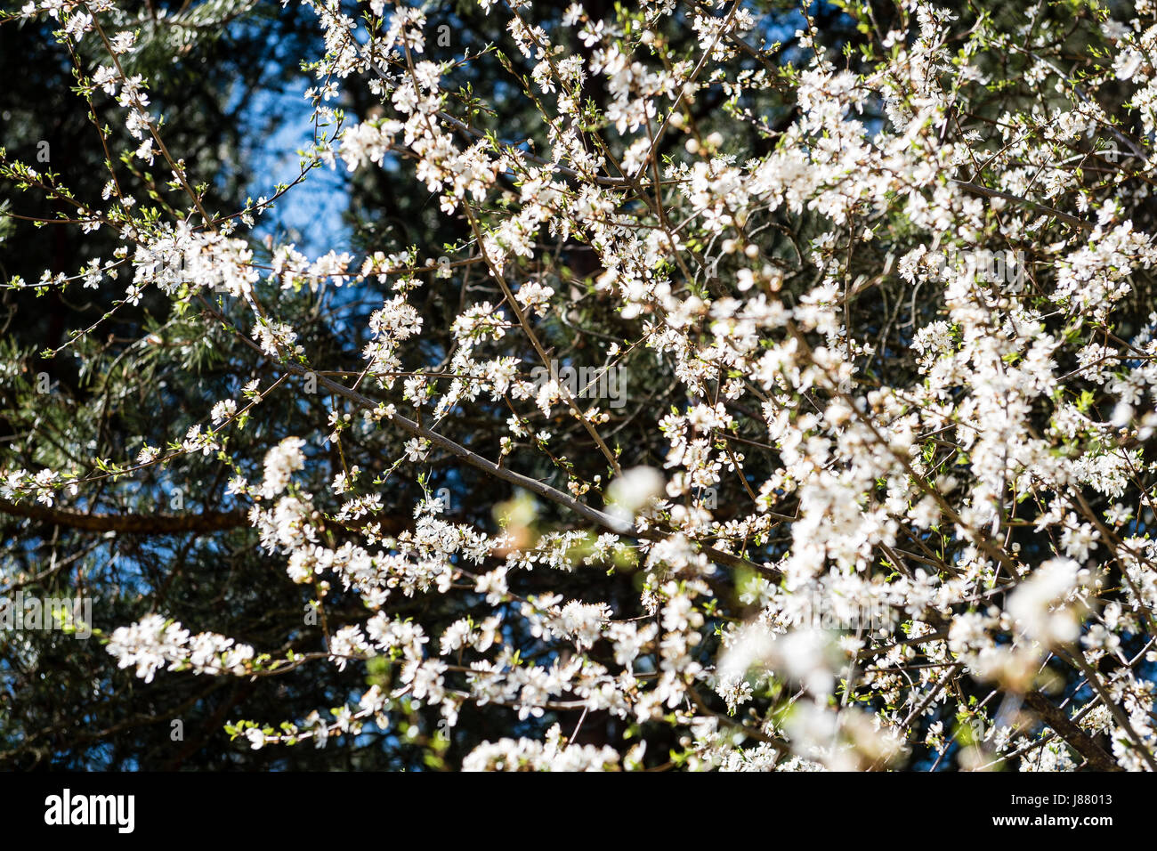 Image of lush early spring foliage - vibrant green spring fresh leaves ...