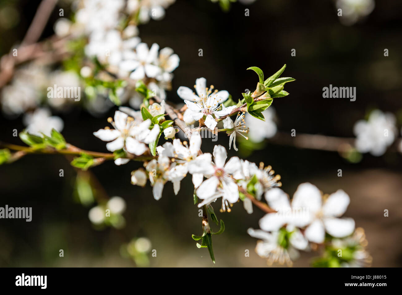 Image of lush early spring foliage - vibrant green spring fresh leaves ...