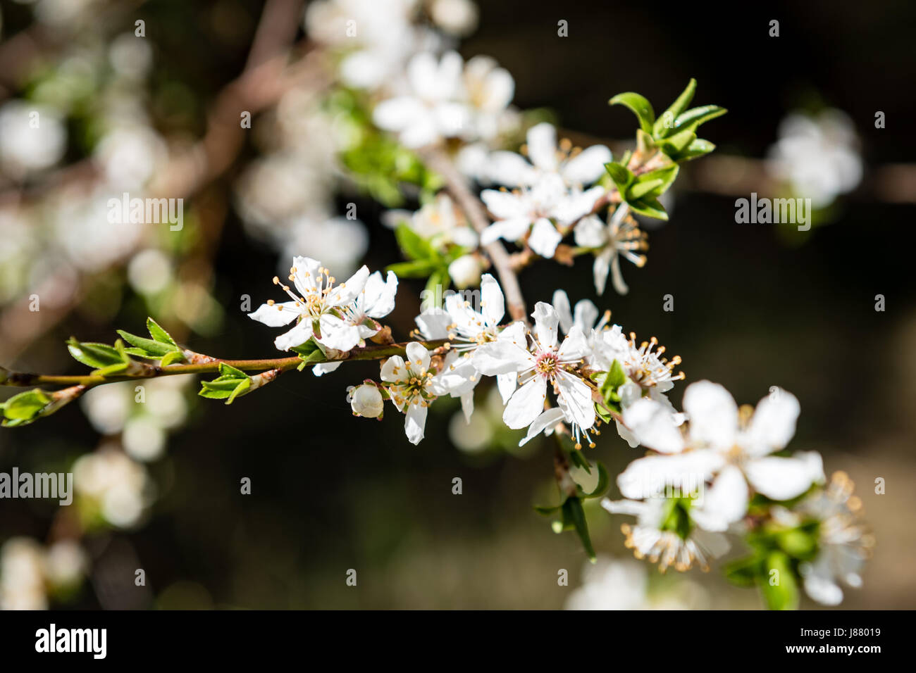Image of lush early spring foliage - vibrant green spring fresh leaves ...