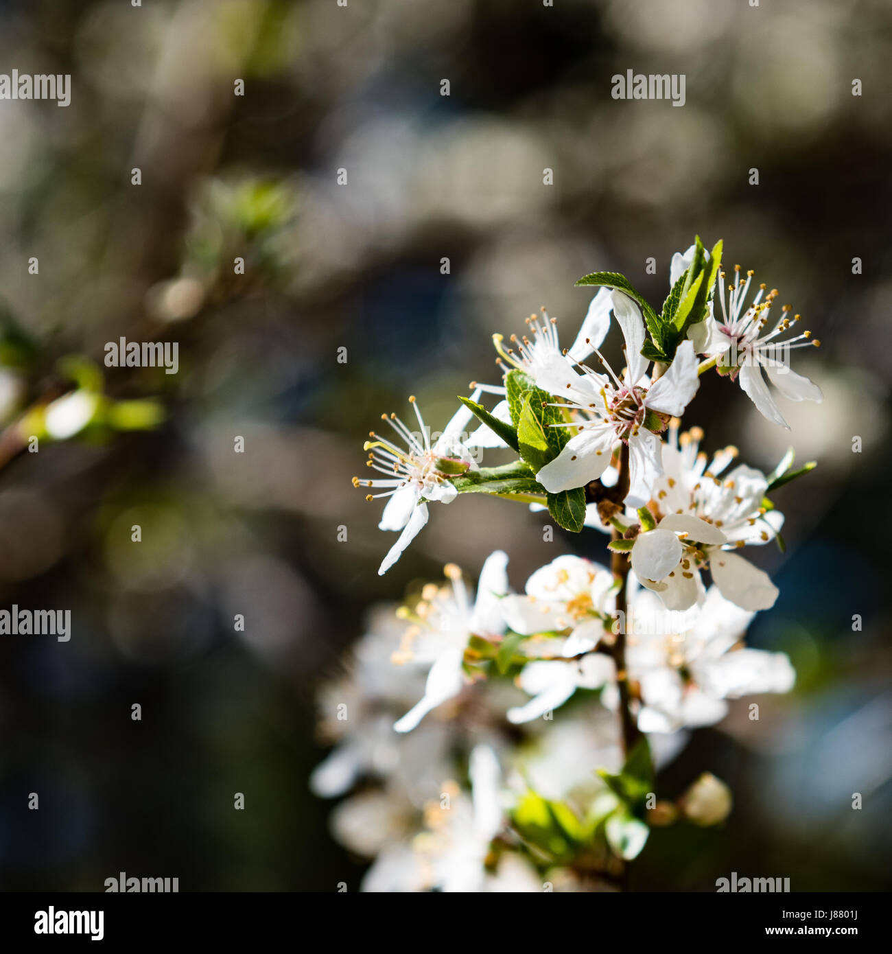 Image of lush early spring foliage - vibrant green spring fresh leaves ...